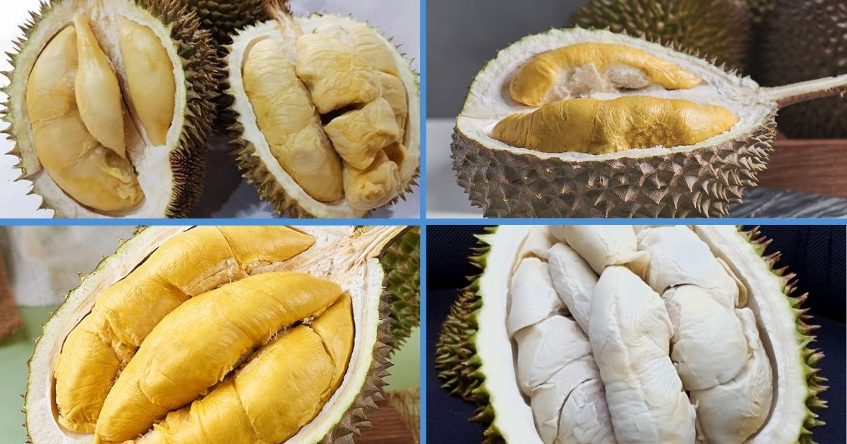 Here’s the Ultimate Guide to Choosing the Best Durians - Goody Feed