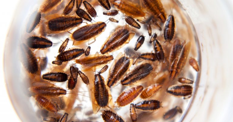 How Do Cockroaches Get Into Your Car? Here’re The Facts - Goody Feed