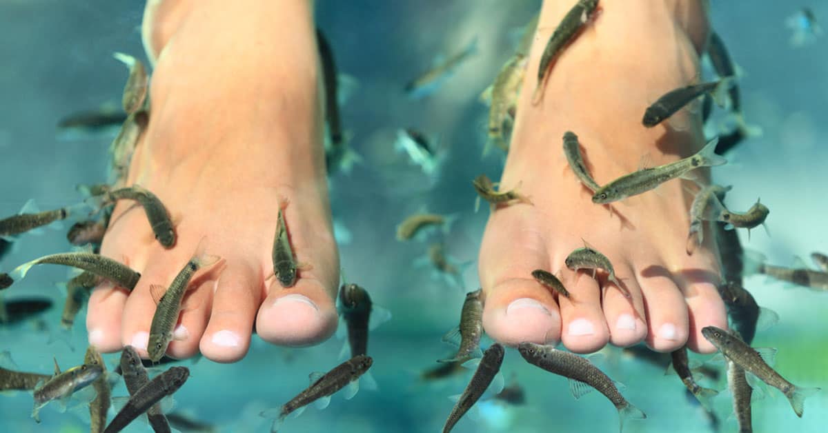 All Fishes in a Foot Fish Spa Allegedly Died After Man Put His Stinky ...