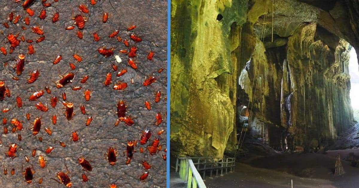 Cave in M'sia Has Millions of Cockroaches Living in It & is Therefore a ...