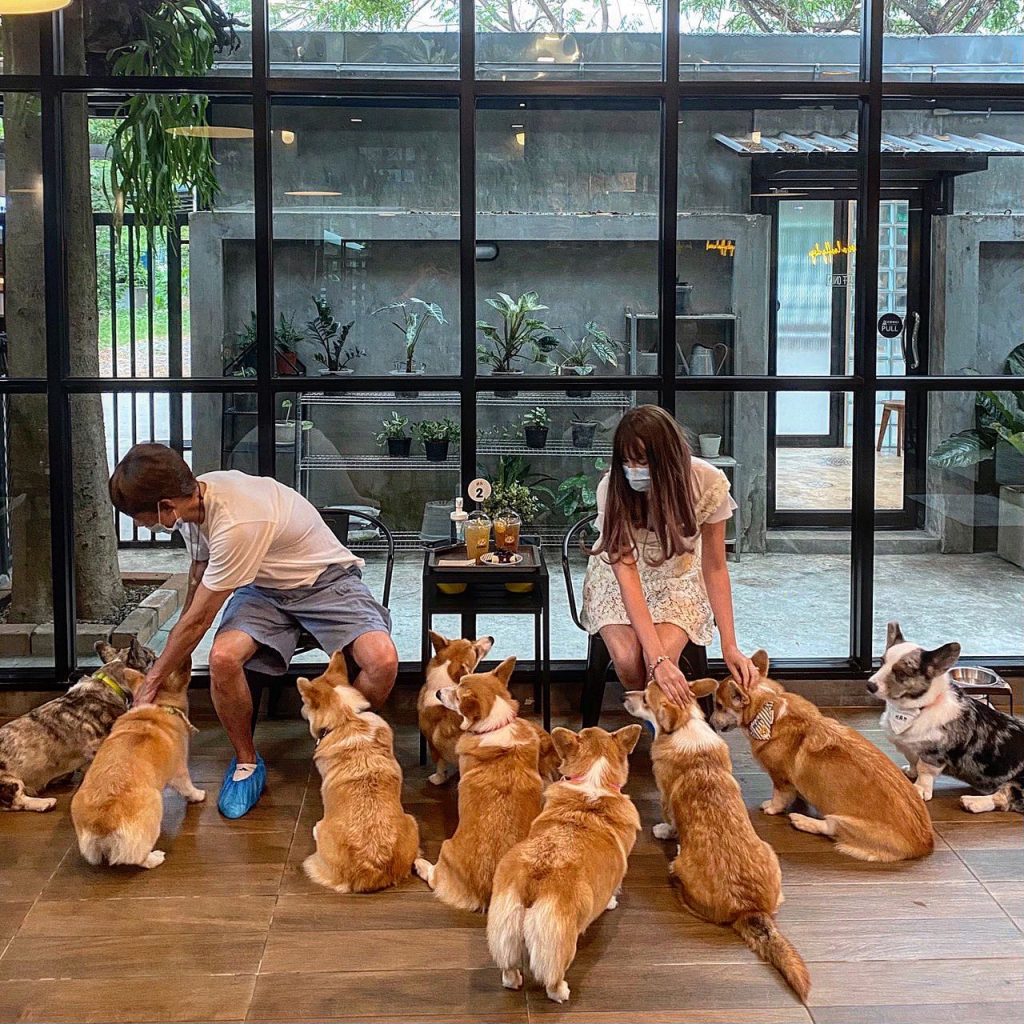 There's A Corgi Cafe in BKK With 12 Friendly Corgis For Customers To ...