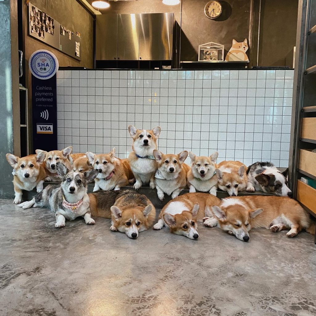 There's A Corgi Cafe in BKK With 12 Friendly Corgis For Customers To ...