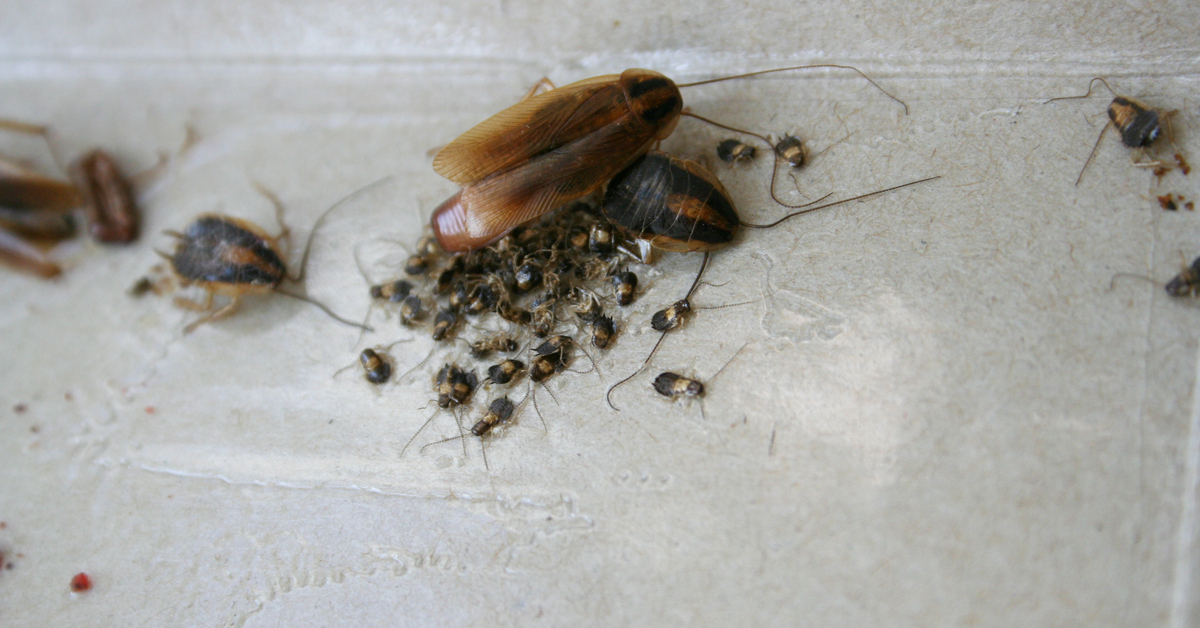 Dead cockroaches will be back unless you’ve killed the eggs. Here’s how