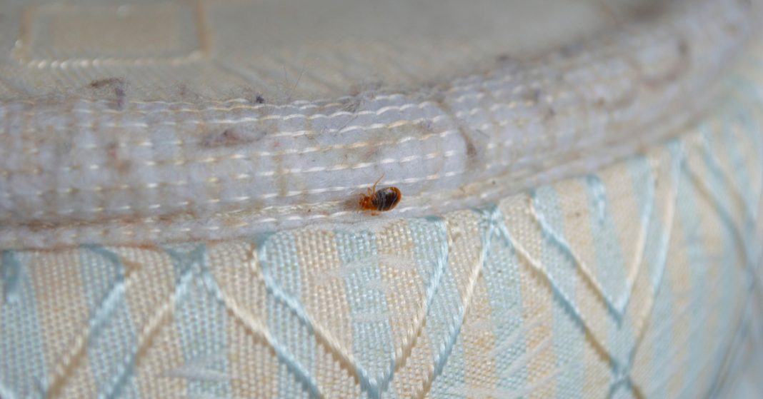Everything About the Bedbug Infestation in South Korea & How It'll Impact Us - Goody Feed