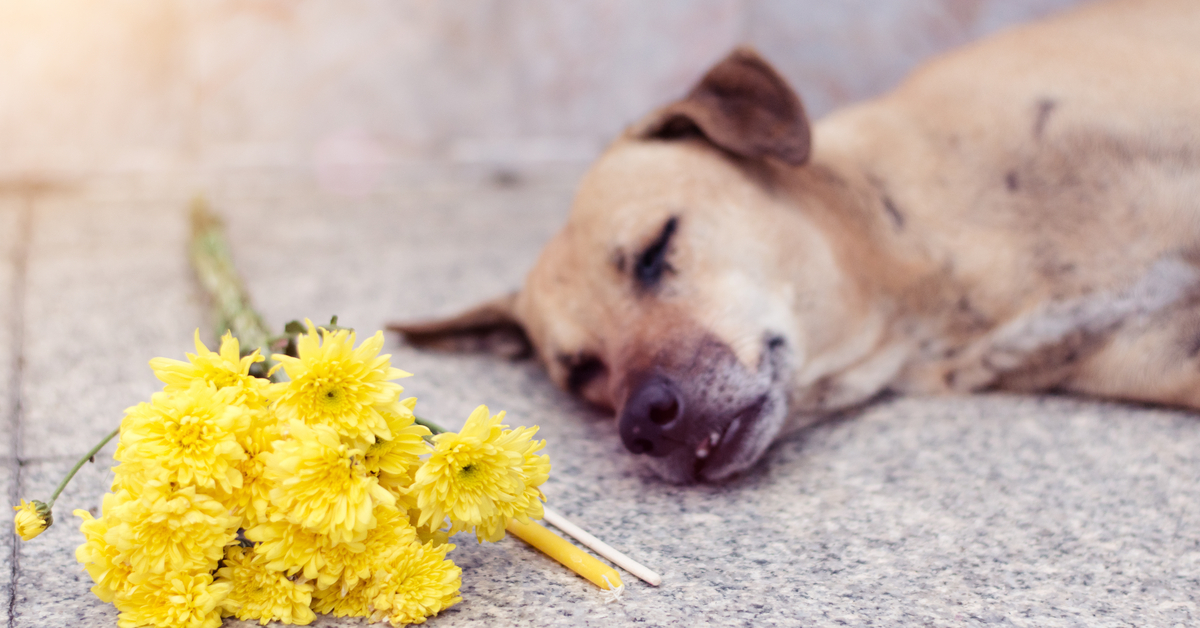 Research Shows Losing Your Dog Is As Heartwrenching As A Loved One ...