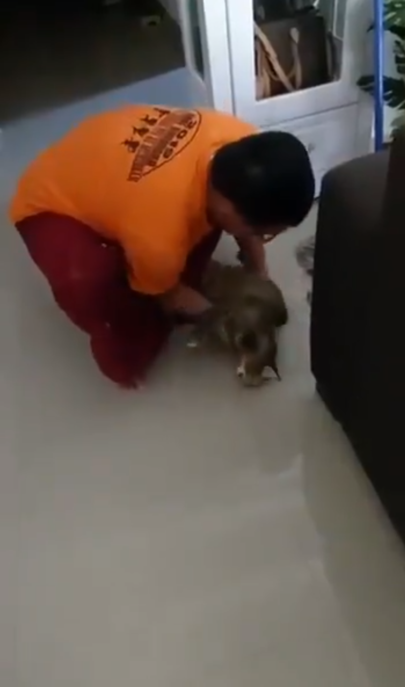 M’sian Dad So Affected by Cat’s Death, He Cried In Front of Everyone ...