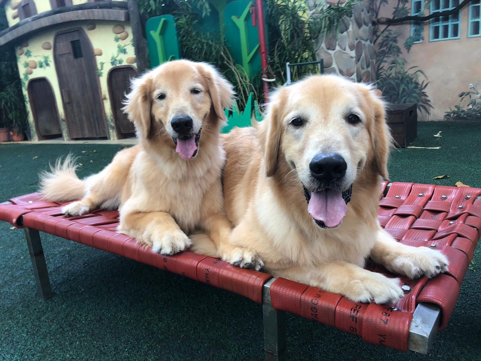 SCDF Donated Firefighting Hoses to the Zoo to be Made into Beds for ...