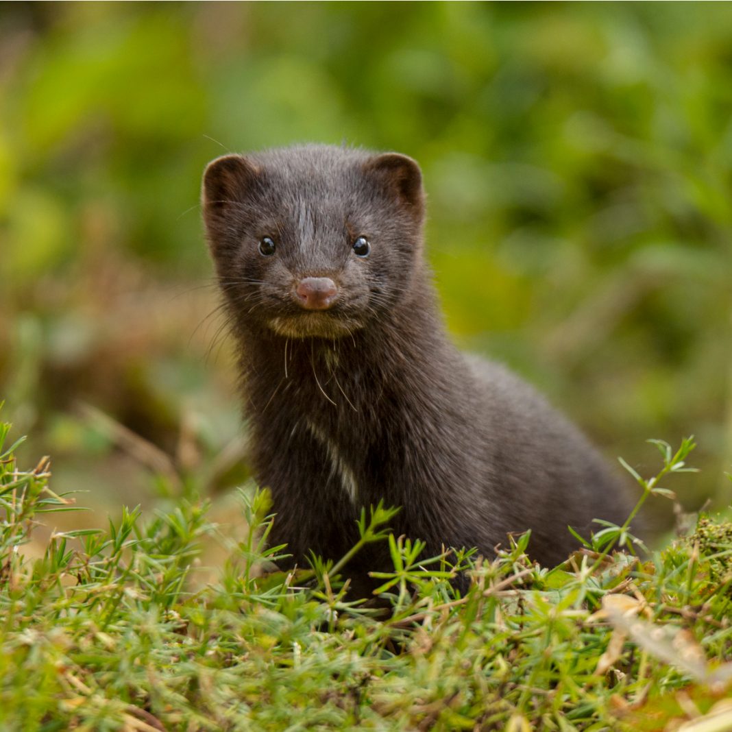 12 People Infected with Mutated Coronavirus from Minks So Denmark ...