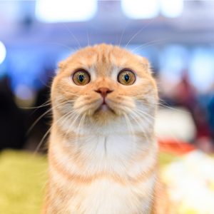 SQ117 Hijacking Survivors Speak Out About their Horrifying Experience ...