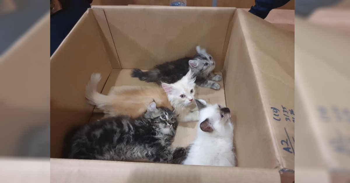 Man Charged for Hiding 4 Kittens in His Pants to Smuggle Them Through ...