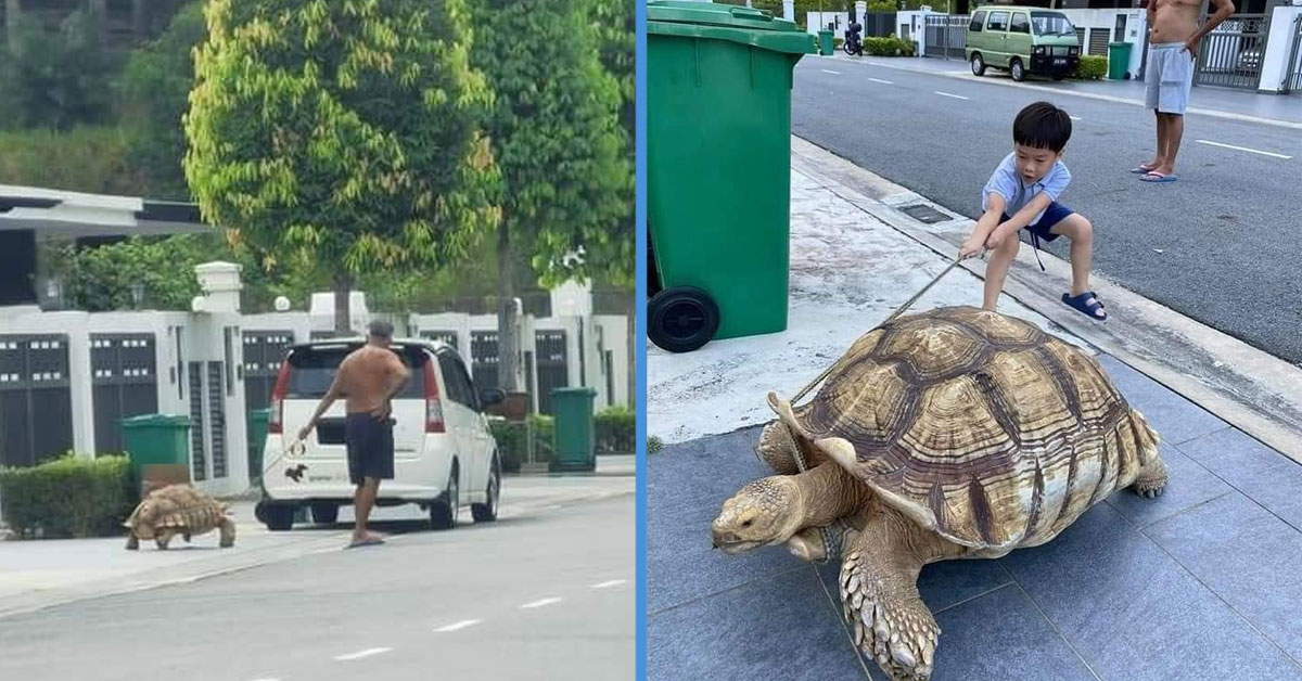 Man in M’sia Reportedly Takes Giant 100-Year-Old Tortoise for a Walk ...