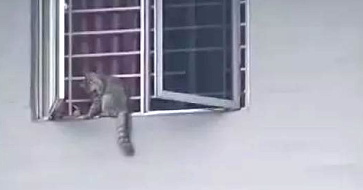 AVS Investigating Incident of Cat That Allegedly Fell to Its Death from ...