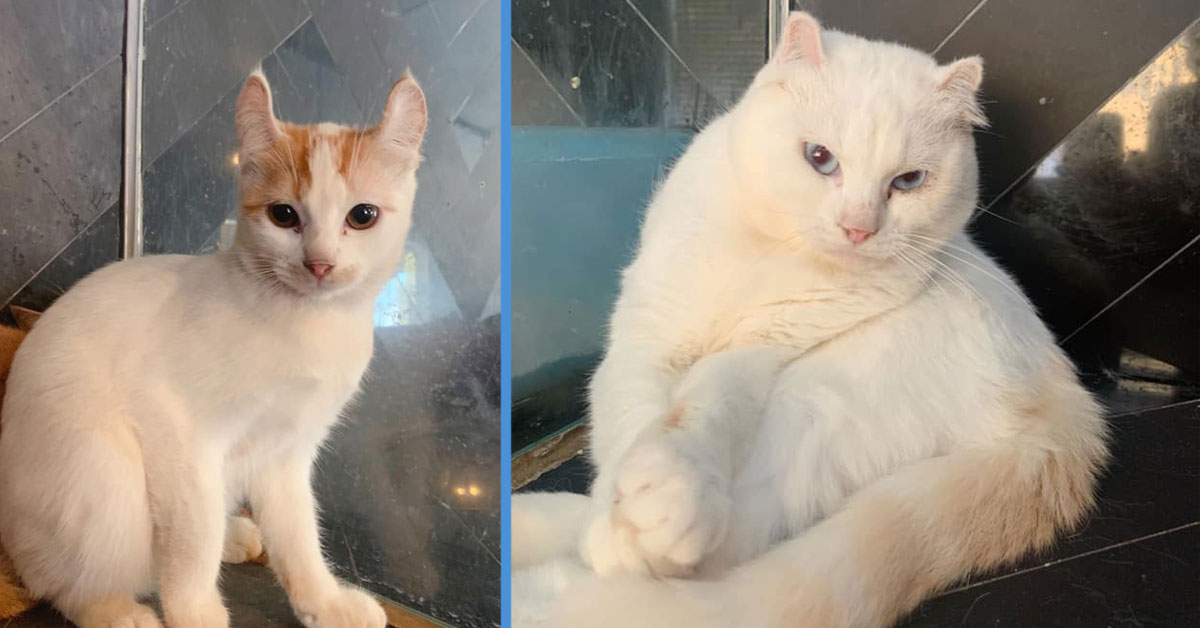 10 ‘Atas’ Cats Up for Adoption; House Must Be Fully Meshed - Goody Feed