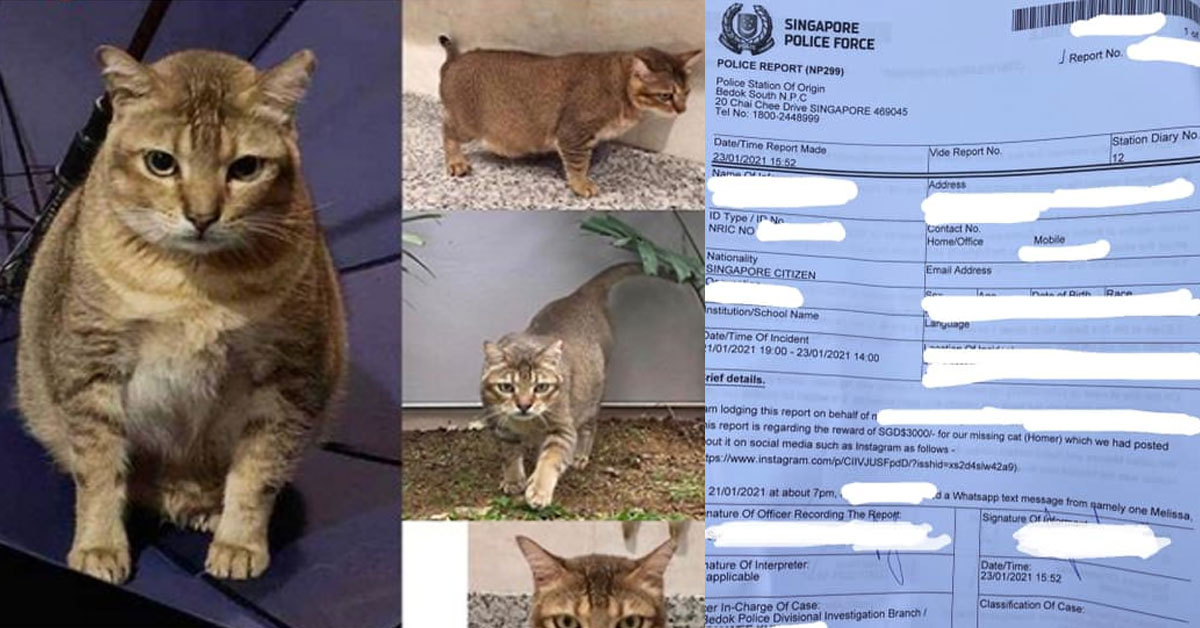 Cat Owner Transferred $300 to Scammer Who Claimed to Have Found Her ...