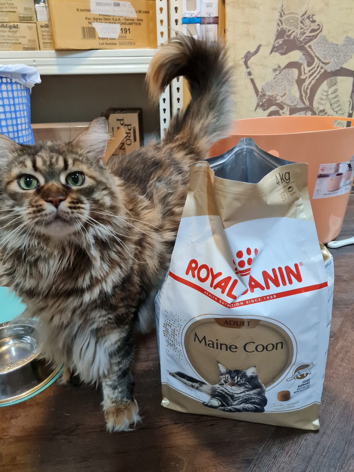 5 Adorable Maine Coon Cats Up For Adoption After Owner Passes Away ...