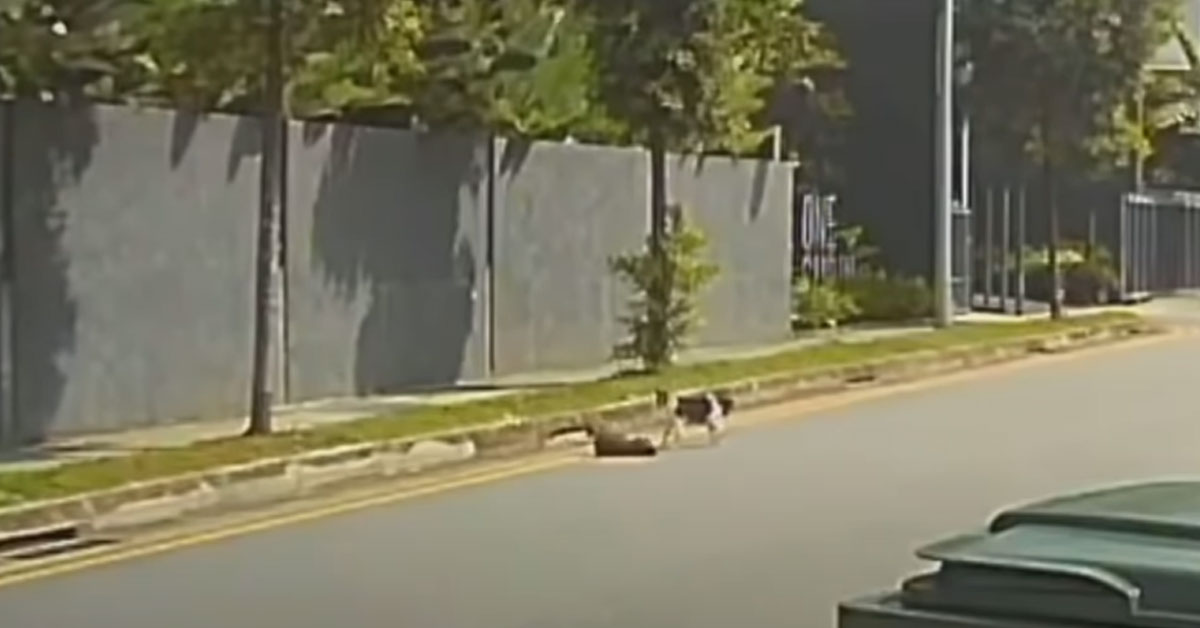 Another Sad Footage of Community Cat Hit by Car & Writhing in Pain ...