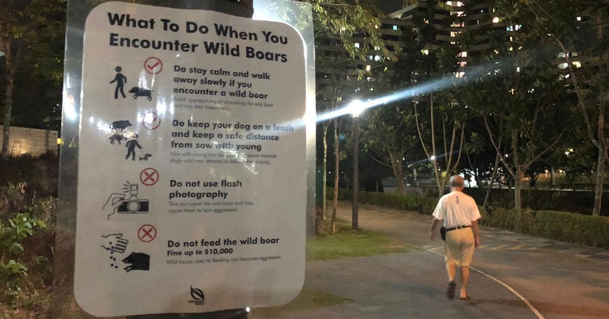 Wild Boar in Punggol Caught & Euthanised After Dramatic Capture Which ...