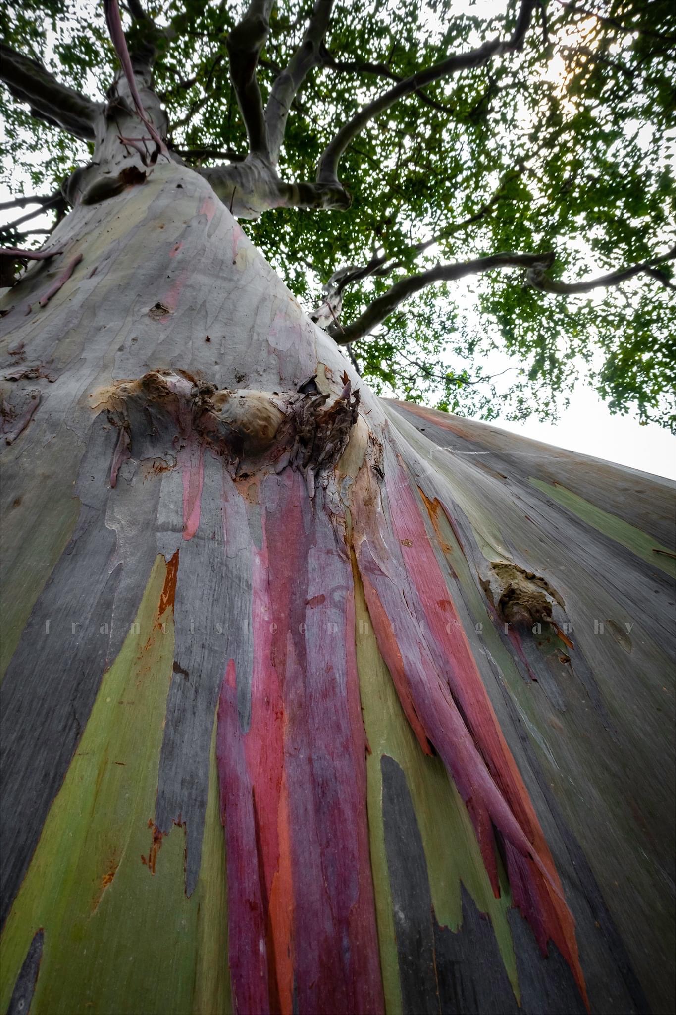Ultimate Guide to Singapore's Most Instagram-Worthy Trees - Goody Feed