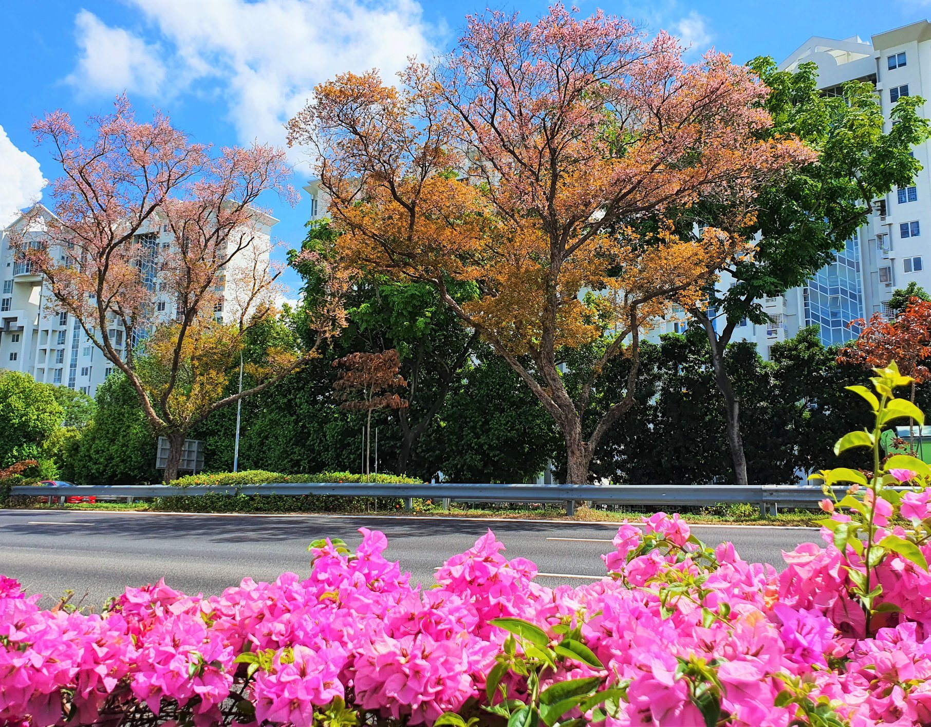 Why Some Trees in S’pore Are Experiencing Sakura Season During This ...