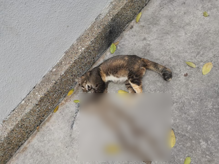 Community Cat Found Dead in Boon Lay & Was Allegedly Thrown from Height ...