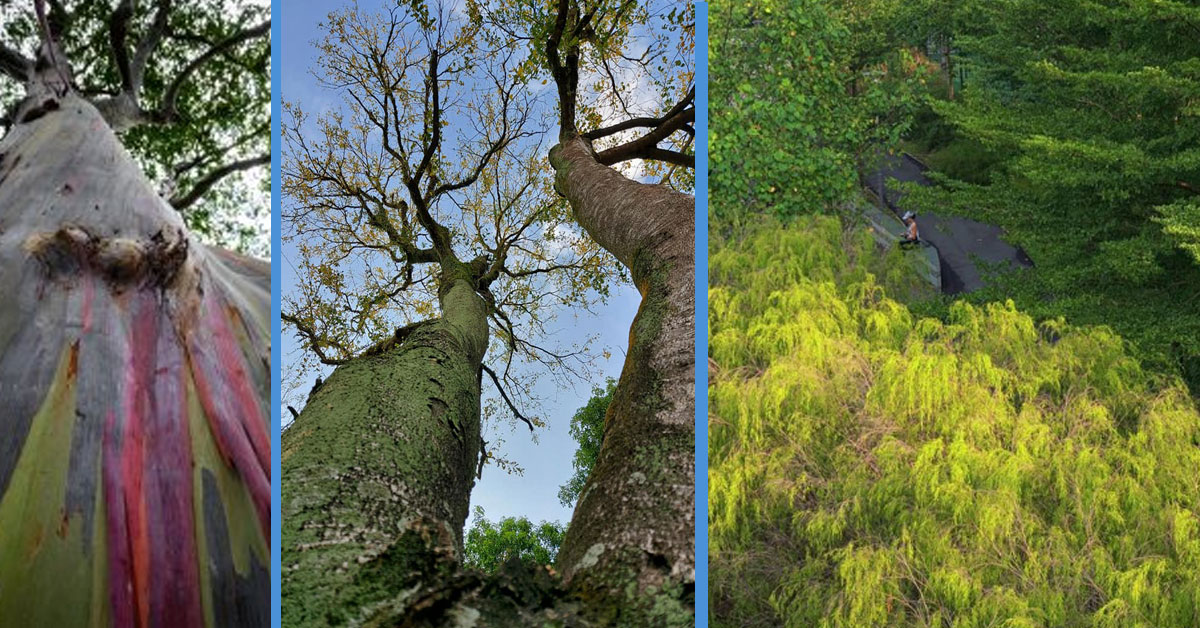 Ultimate Guide to Singapore's Most Instagram-Worthy Trees - Goody Feed