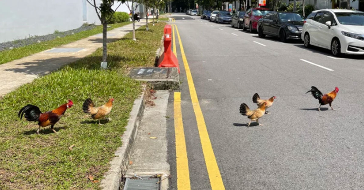 Multiple Chickens Found Scurrying Across Burn Road Leaving Neitzens to ...