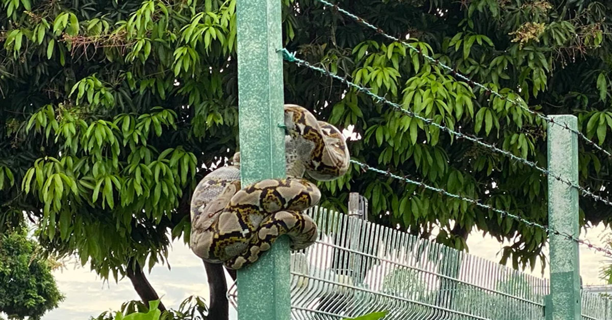 Python Curled Up Around Barbed Wires and Metal Pole at Downtown East to ...