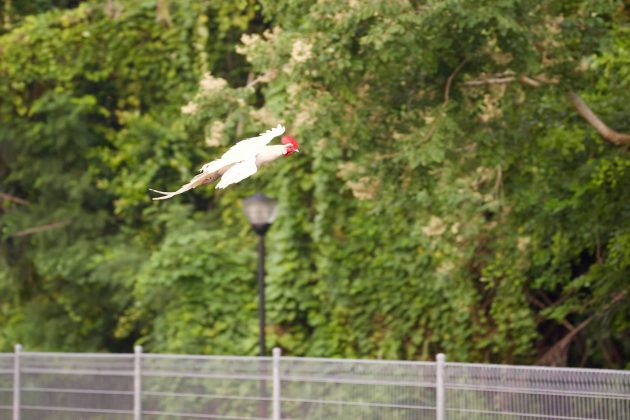Rare Sight of Chicken Flying Across Pasir Ris River Looks Like KFC ...