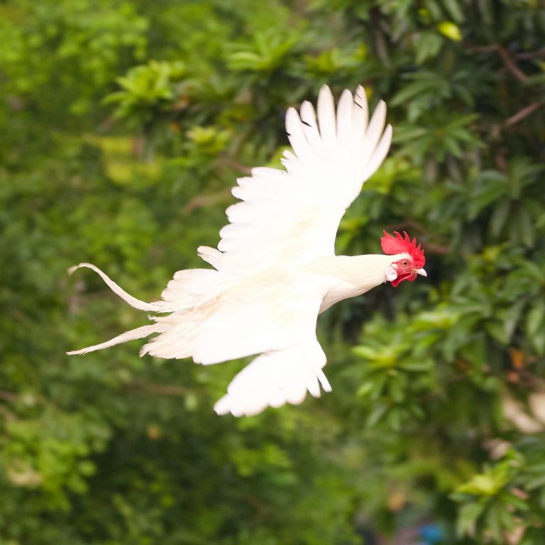 Rare Sight of Chicken Flying Across Pasir Ris River Looks Like KFC ...
