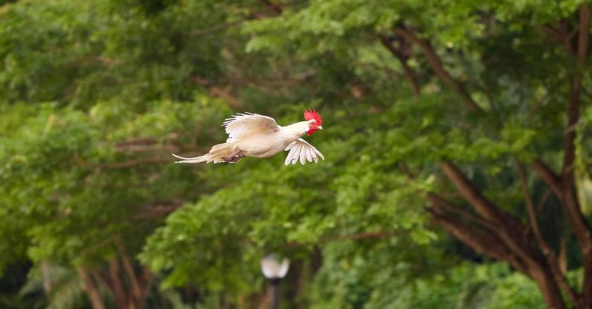 Rare Sight of Chicken Flying Across Pasir Ris River Looks Like KFC ...