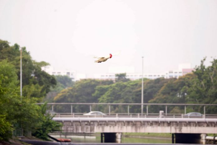 Rare Sight of Chicken Flying Across Pasir Ris River Looks Like KFC ...