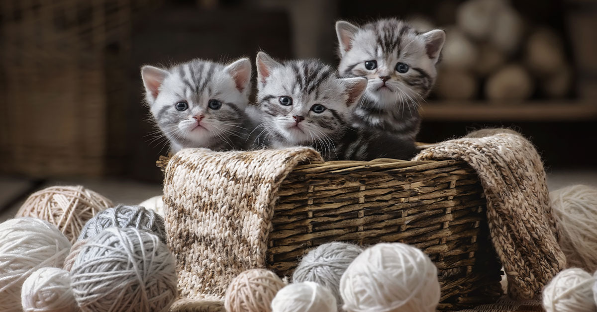 Woman Jailed for Selling Fake Kittens on Facebook; Had Also Stolen from ...