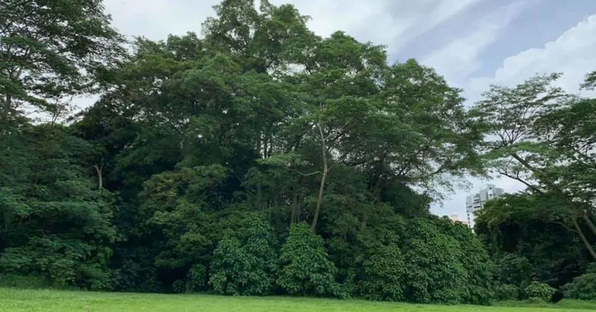 Everything About the Change in Plans for Dover Forest Simplified for ...