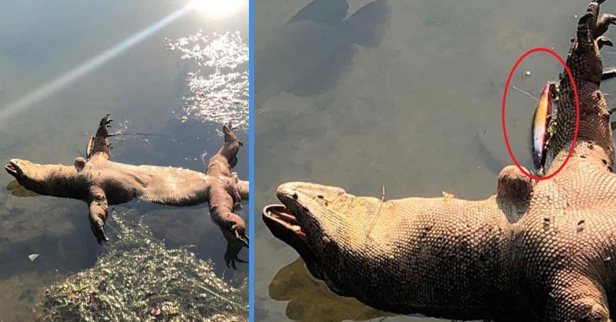 Monitor Lizard’s Death Allegedly Caused by Poaching Found at MacRitchie ...