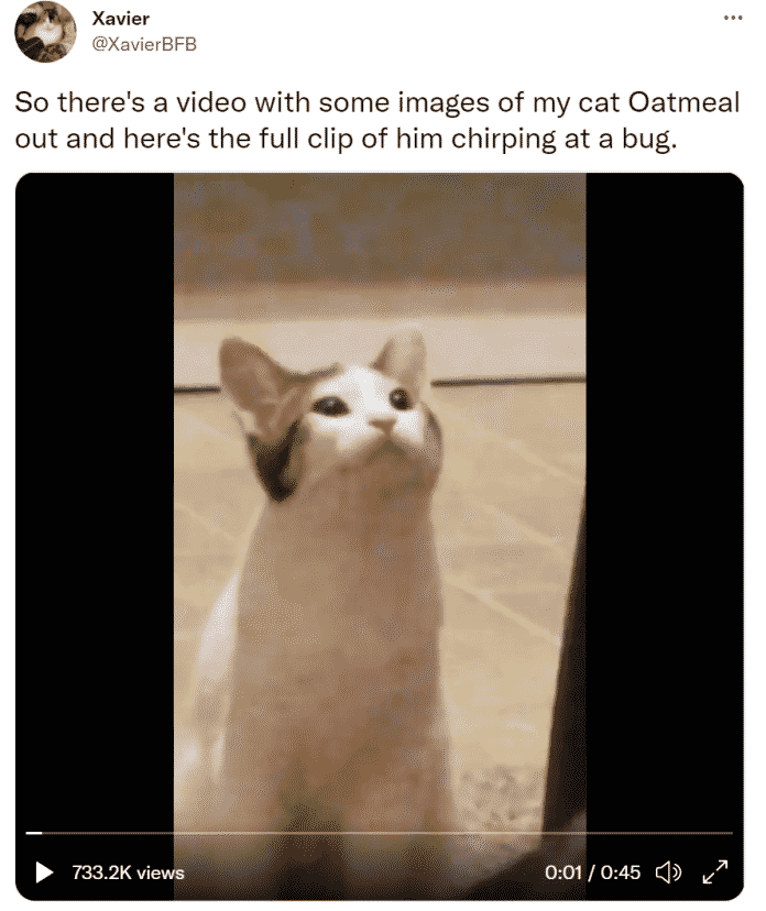 Everything About the Popcat Game & How The Trend Started - Goody Feed