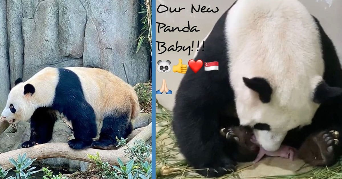Baby Panda Born in S'pore Will Return to China After It Matures in 2 ...