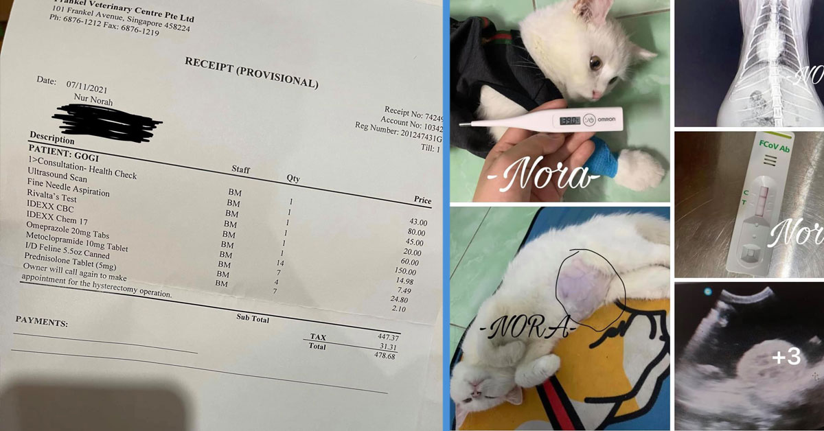 Woman Arrested for Faking Abandoned Cat’s Vet Costs to Scam for ...