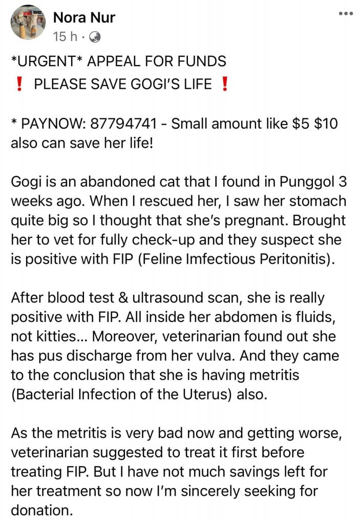 Woman Arrested for Faking Abandoned Cat’s Vet Costs to Scam for ...