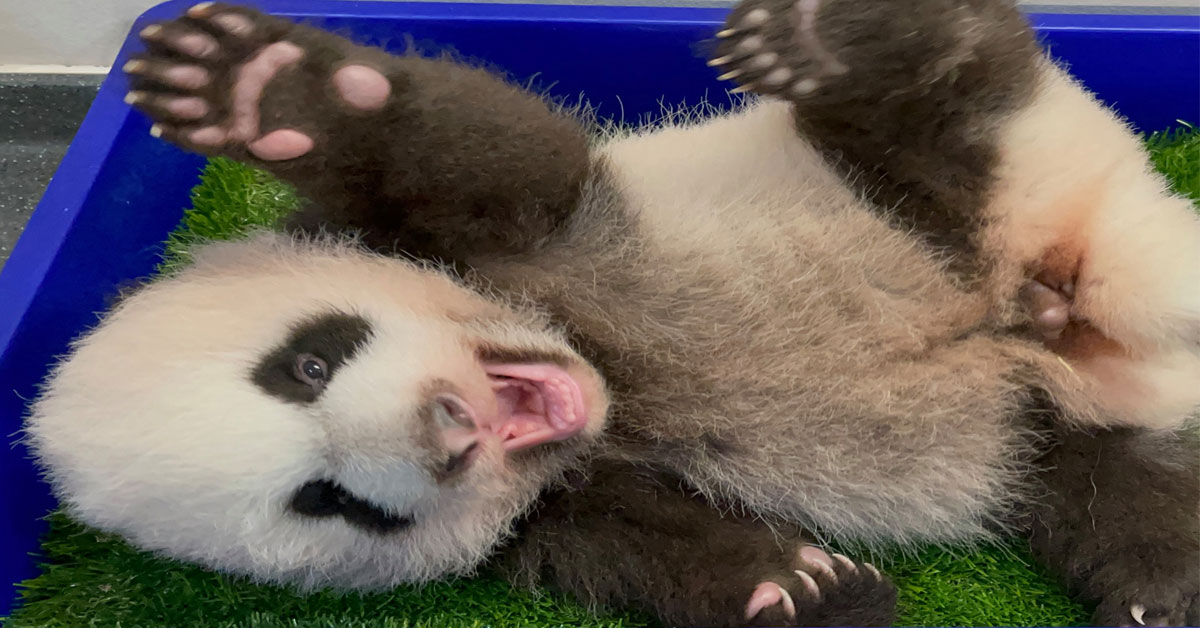 S’poreans Can Now Choose 1 out of These 5 Names for the Little Panda ...