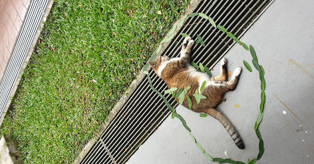 Community Cat Went Viral As He DGAF About Leaves Placed Around Him Like ...
