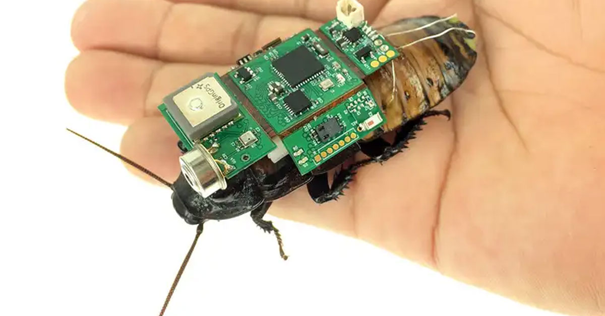 NTU Team Turning Cockroaches into Cyborgs So They Can Enter Disaster ...