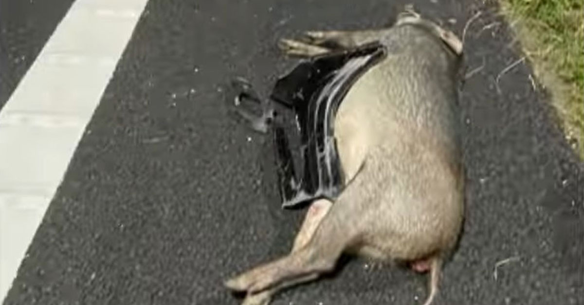Wild Boar Killed on KJE After Sprinting Across the Expressway - Goody Feed