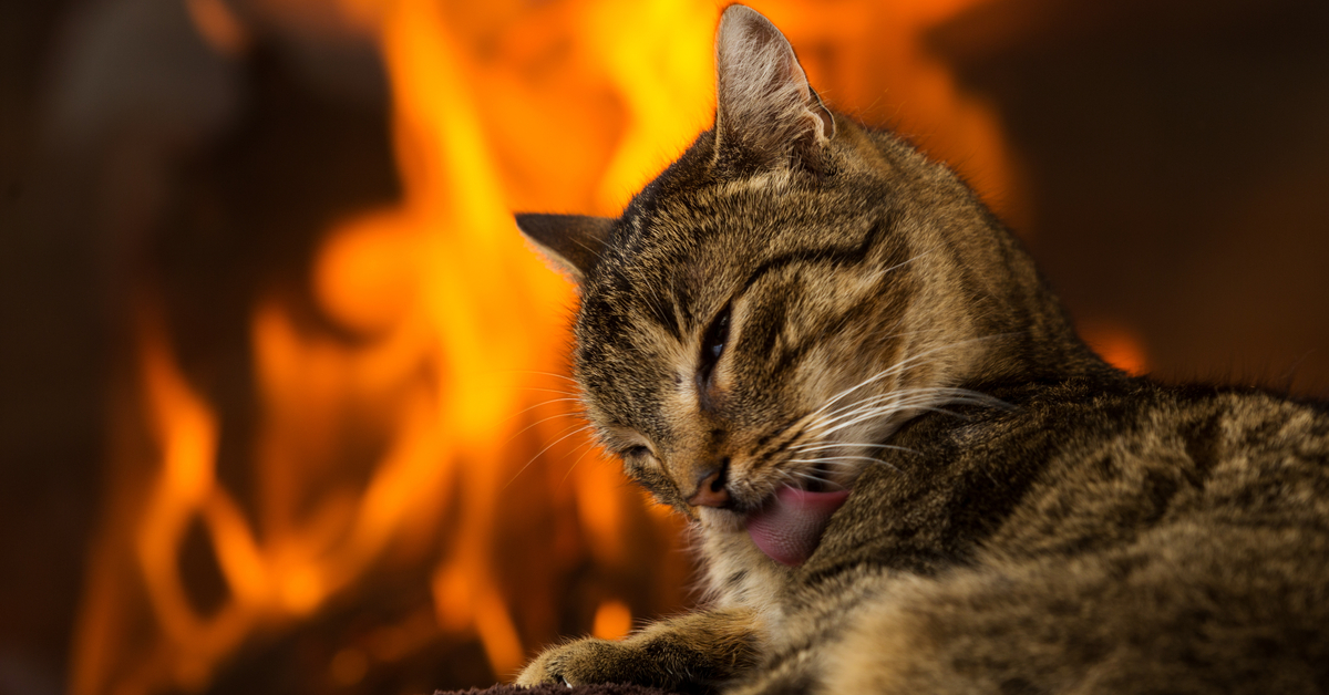 Pet Cats in South Korea Have Caused Over 100 House Fires In the Last 3 ...