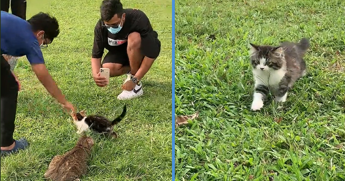 Pet Cats Are Gathering at East Coast Park Every Sat & They Might Not Be ...