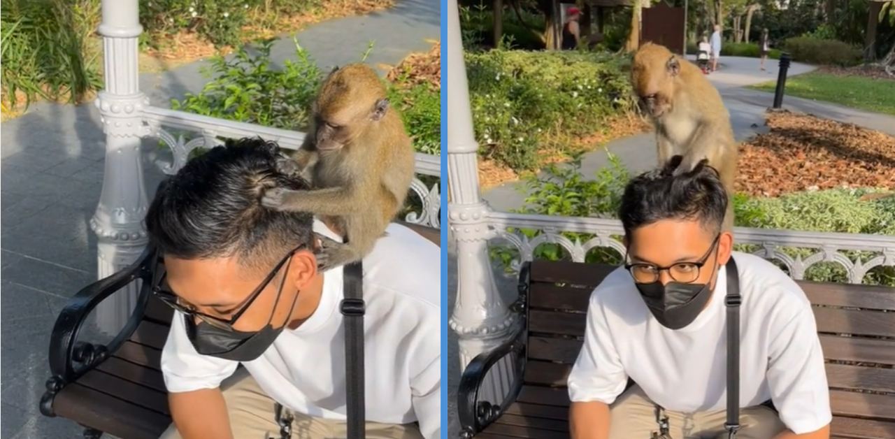 Monkey Caught on Camera Combing Man’s Hair for Food - Goody Feed