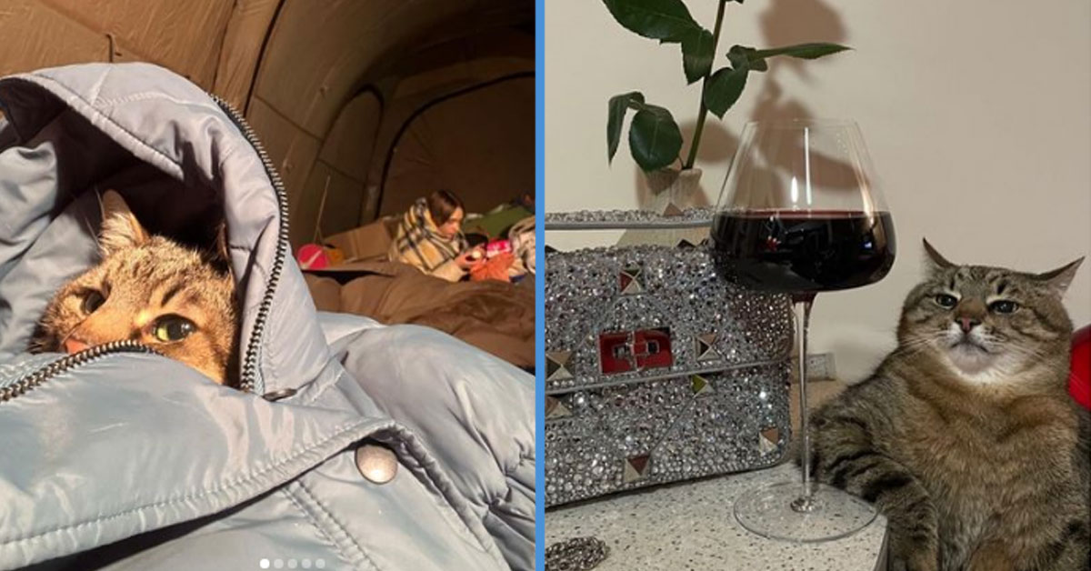 Famous Cat in Ukraine Has Now Fled the Country & is Now in France ...