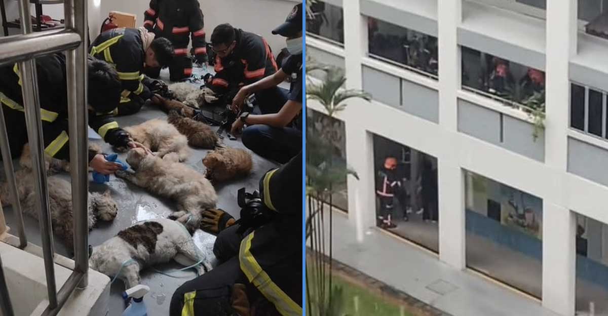 Firefighters Literally Performed CPR on 14 Cats & Saved 13 of Them ...