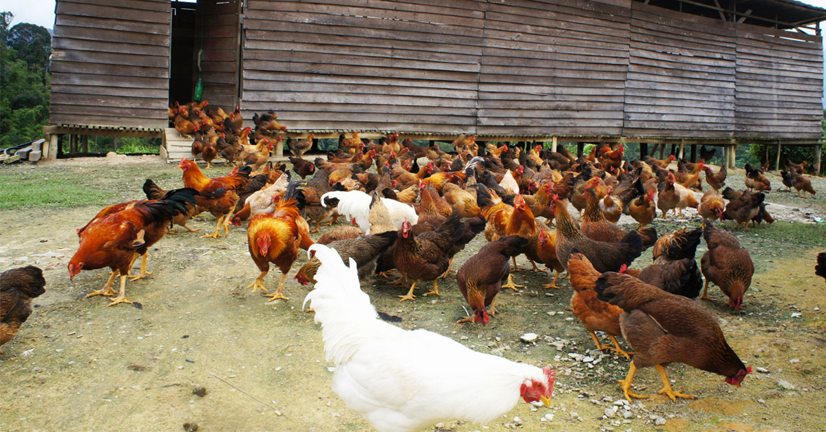 7 Facts to Know About M’sia’s Halting of Chicken Export from 1 June ...