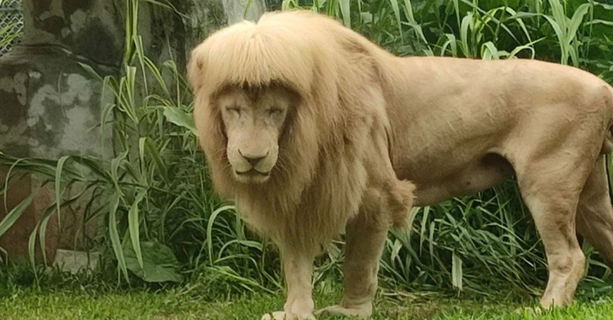 Zookeepers Denied Cutting Mane of Lion With ‘Rebond’ Bangs - Goody Feed