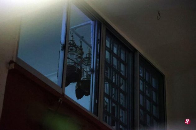 Resident Keeps Over 10 Birds in His HDB Flat That Often Make Noise at ...